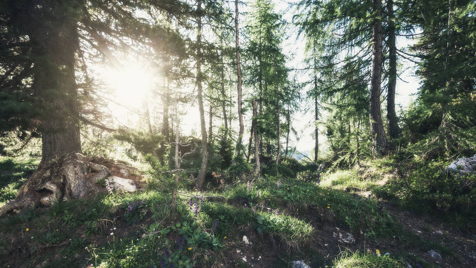 Faszination Wald - Mariazell Online